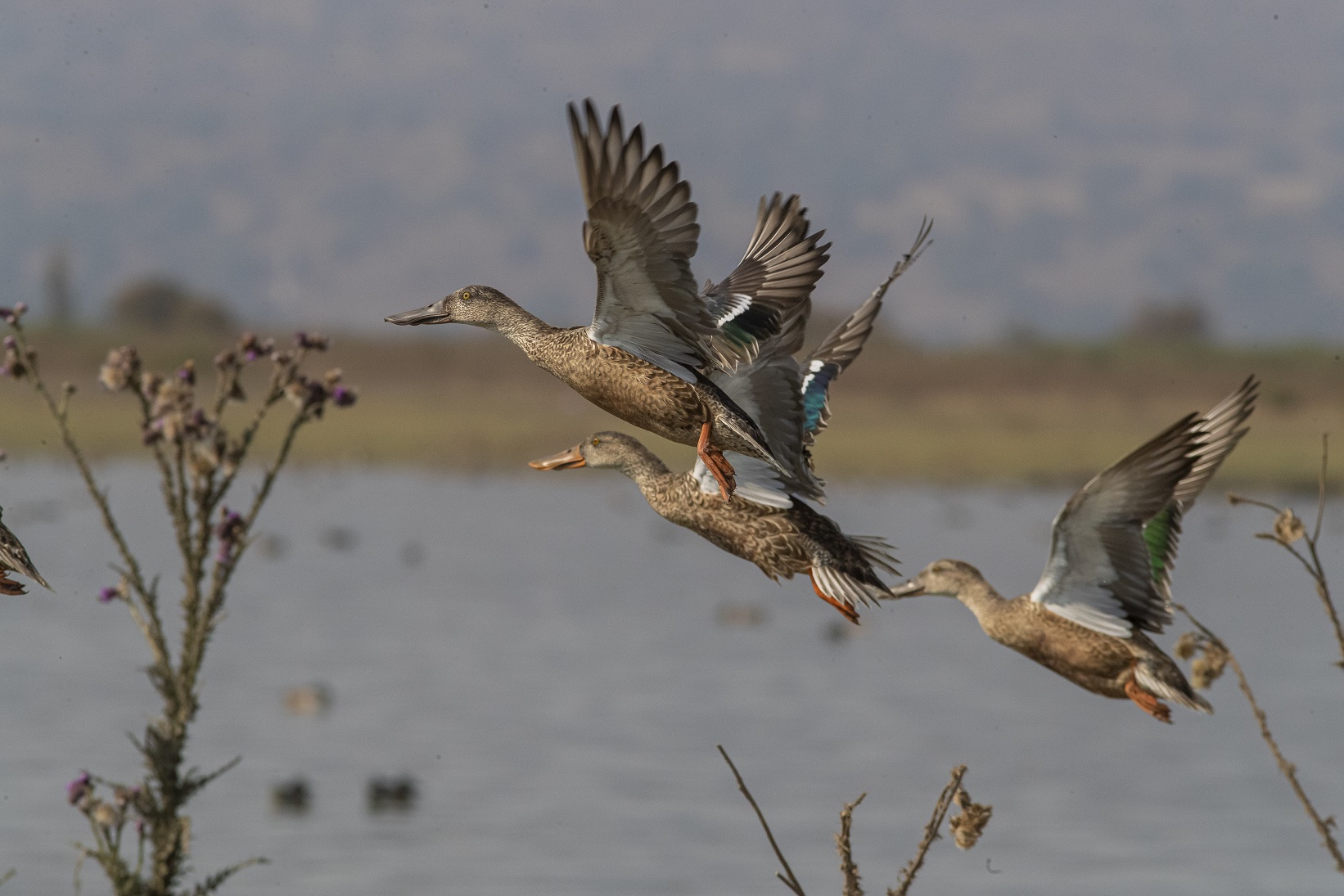 Aves: un mundo por descubrir | De Viaje Voy